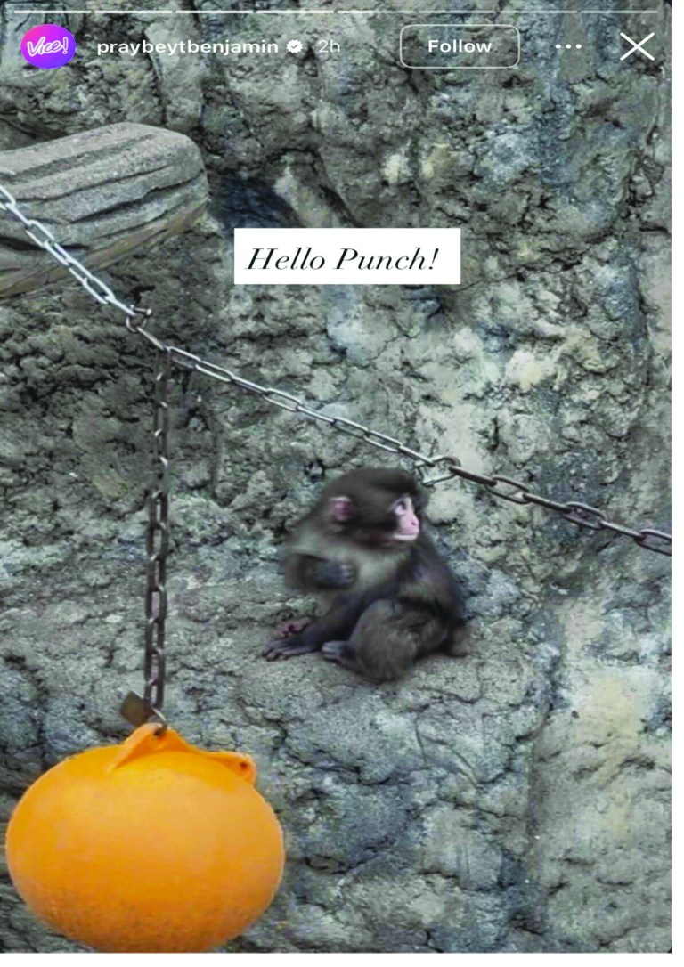 ‘He looks ok’: Vice Ganda checks on Punch the monkey in Japan – ReyFort ...